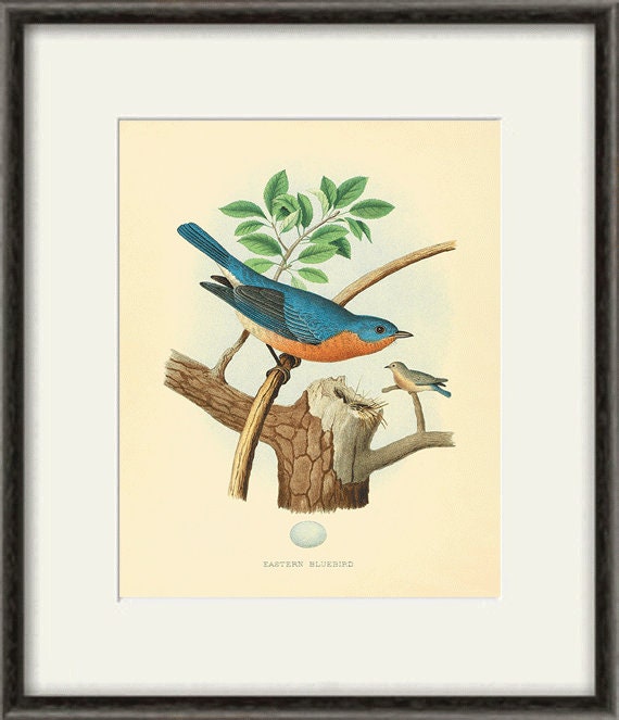 Antique Bird Prints set of 12 bird art print vintage Garden | Etsy