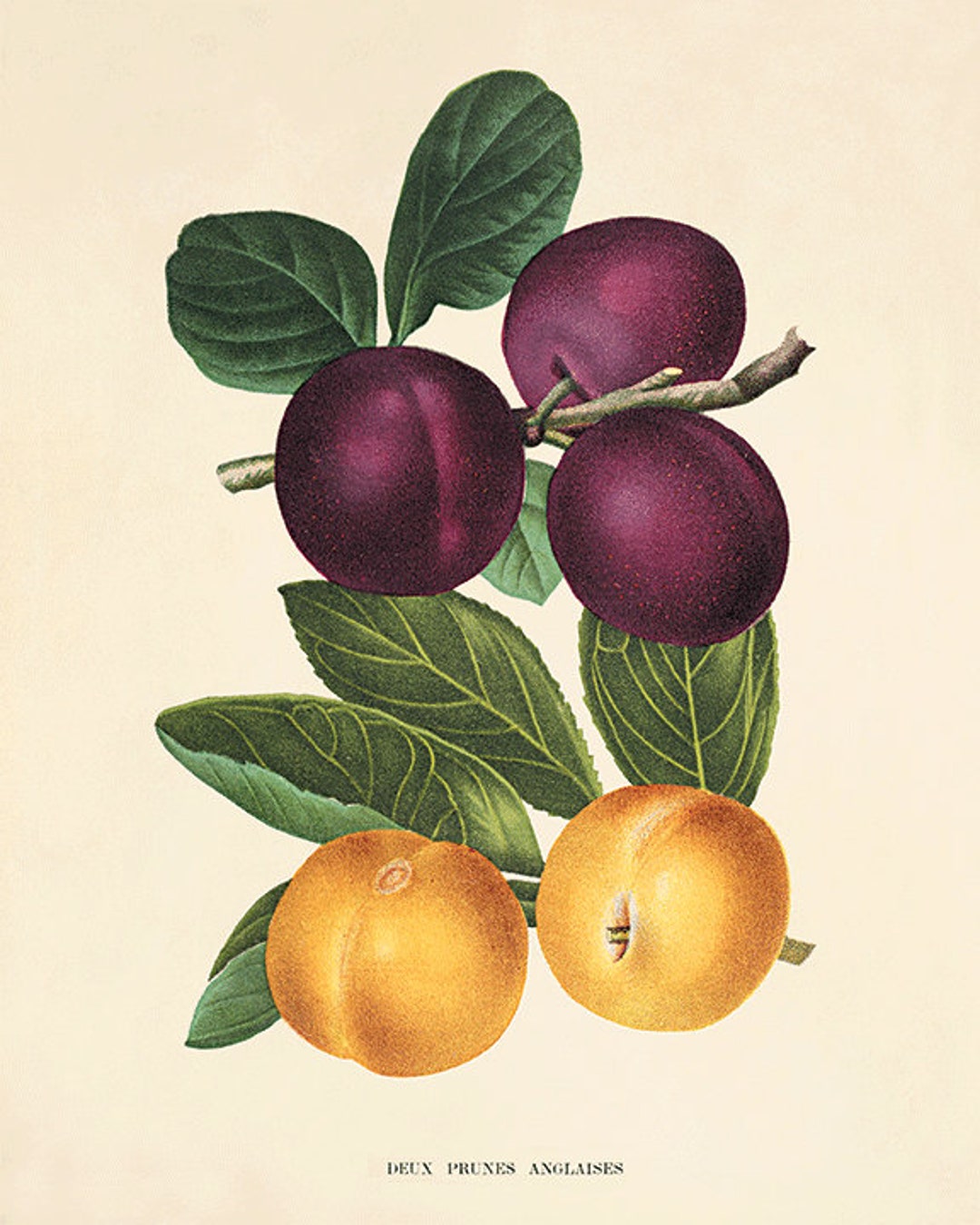 Plum Vintage Fruit Print Botanical Prints Home Decor Wall Art Victorian ...