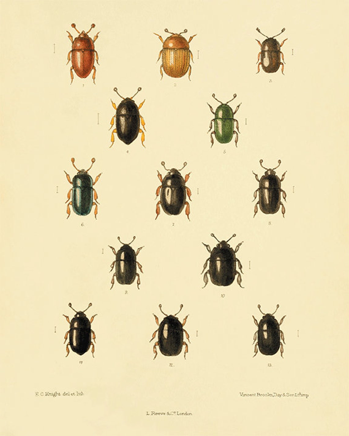 Antique Insect art print Beetle art print insect wall art | Etsy