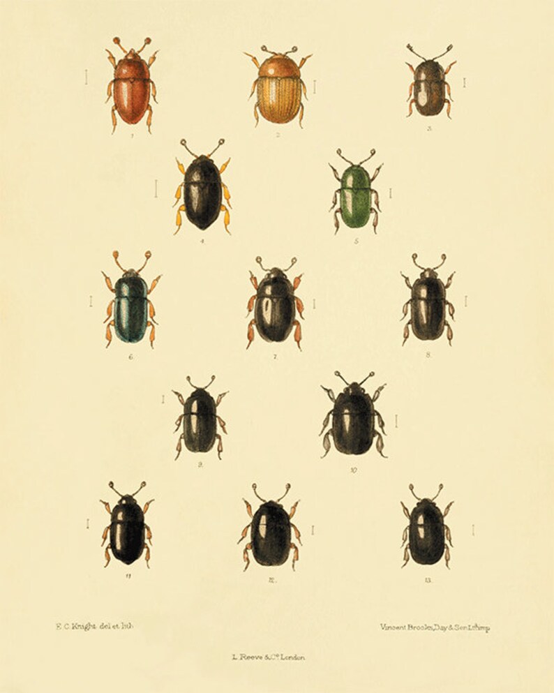Antique Insect Art Print Beetle Art Print Insect Wall Art - Etsy
