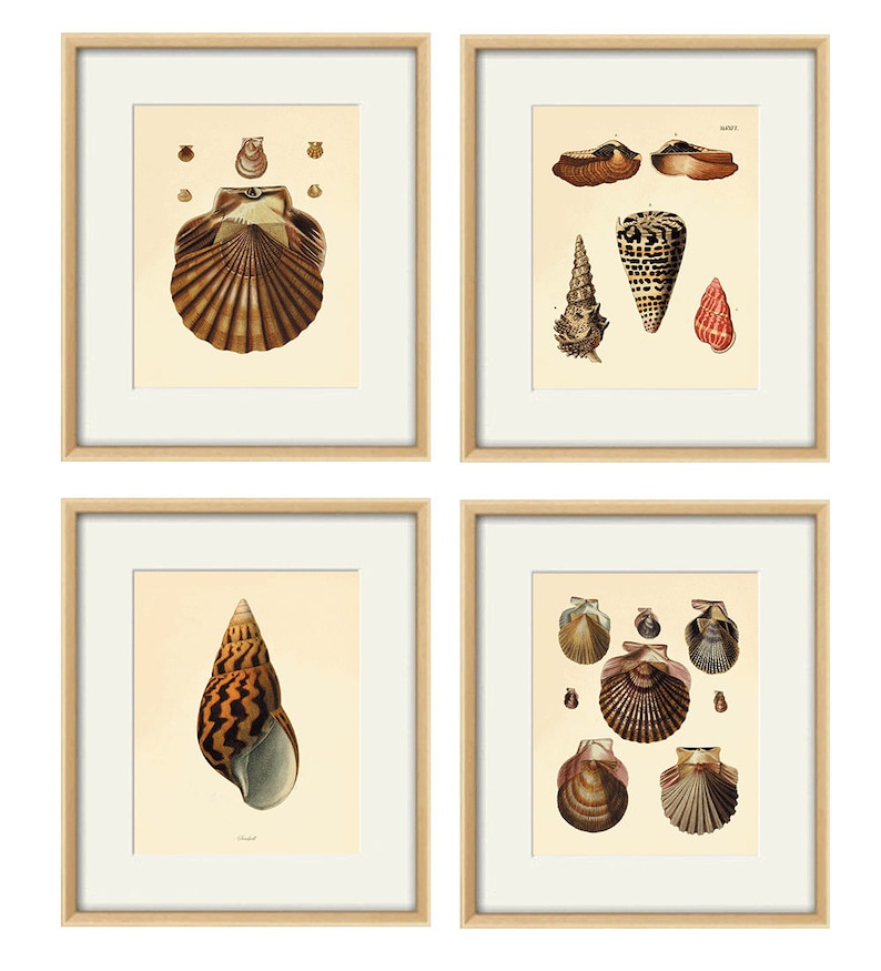 Antique Sea Shell Art Print Sea Beach Art Nautical Print Ocean - Etsy