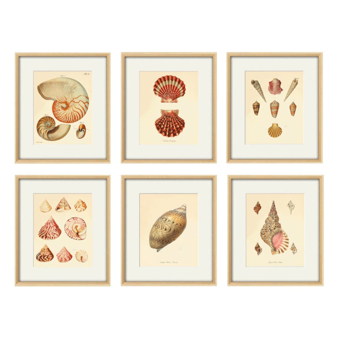 Antique Sea Shell Art Print Sea Beach Art Nautical Print Ocean Print ...