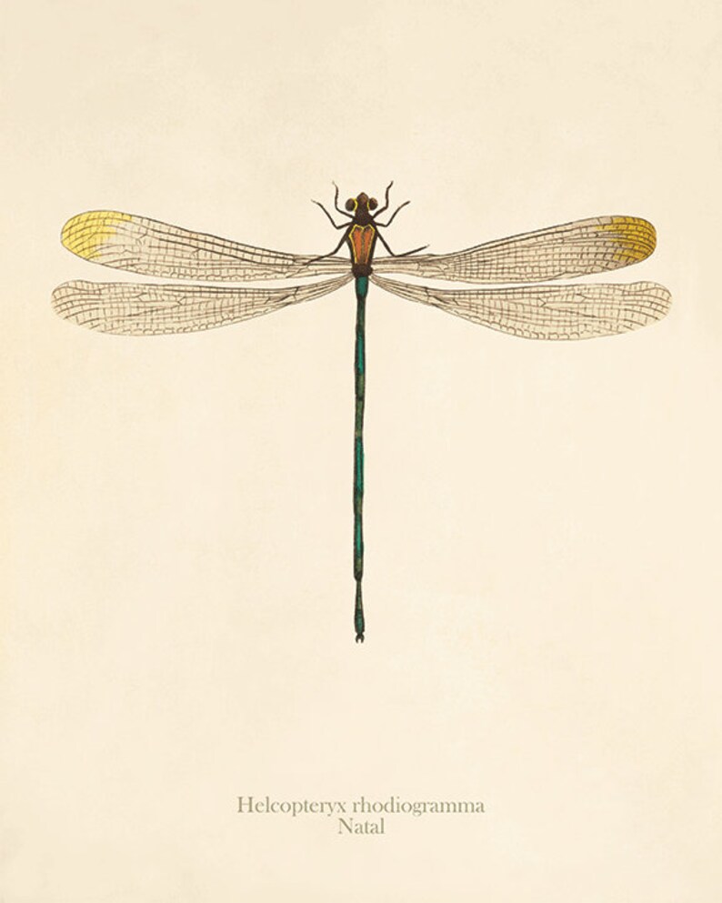 Dragonfly Art Print Antique Prints Nature Print Vintage Prints - Etsy