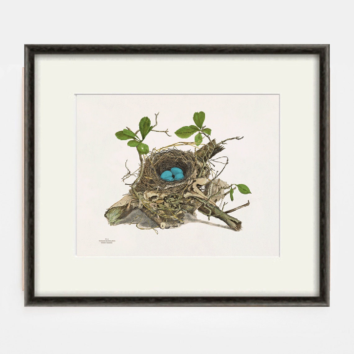 Bird Nest Art Antique Bird Art Print Vintage Garden Wall Art | Etsy