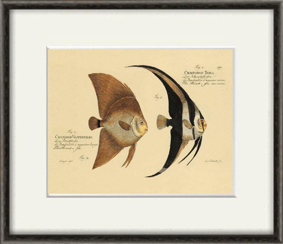 Fish Art Print Vintage Nautical Art Print Sea Art Print Natural History ...