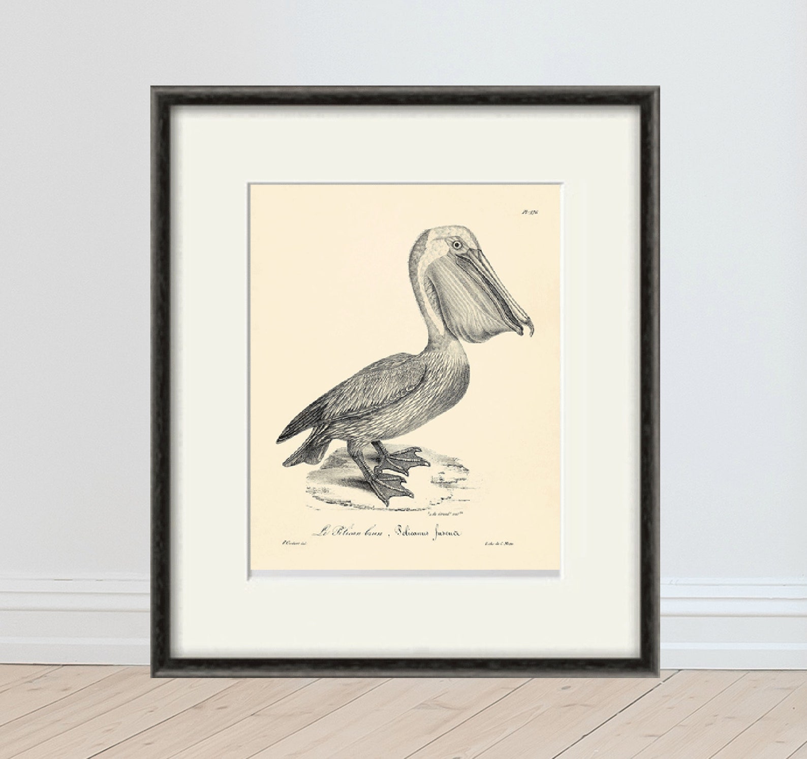 Pelican Art Print Bird Print Nature Print Antique Prints - Etsy