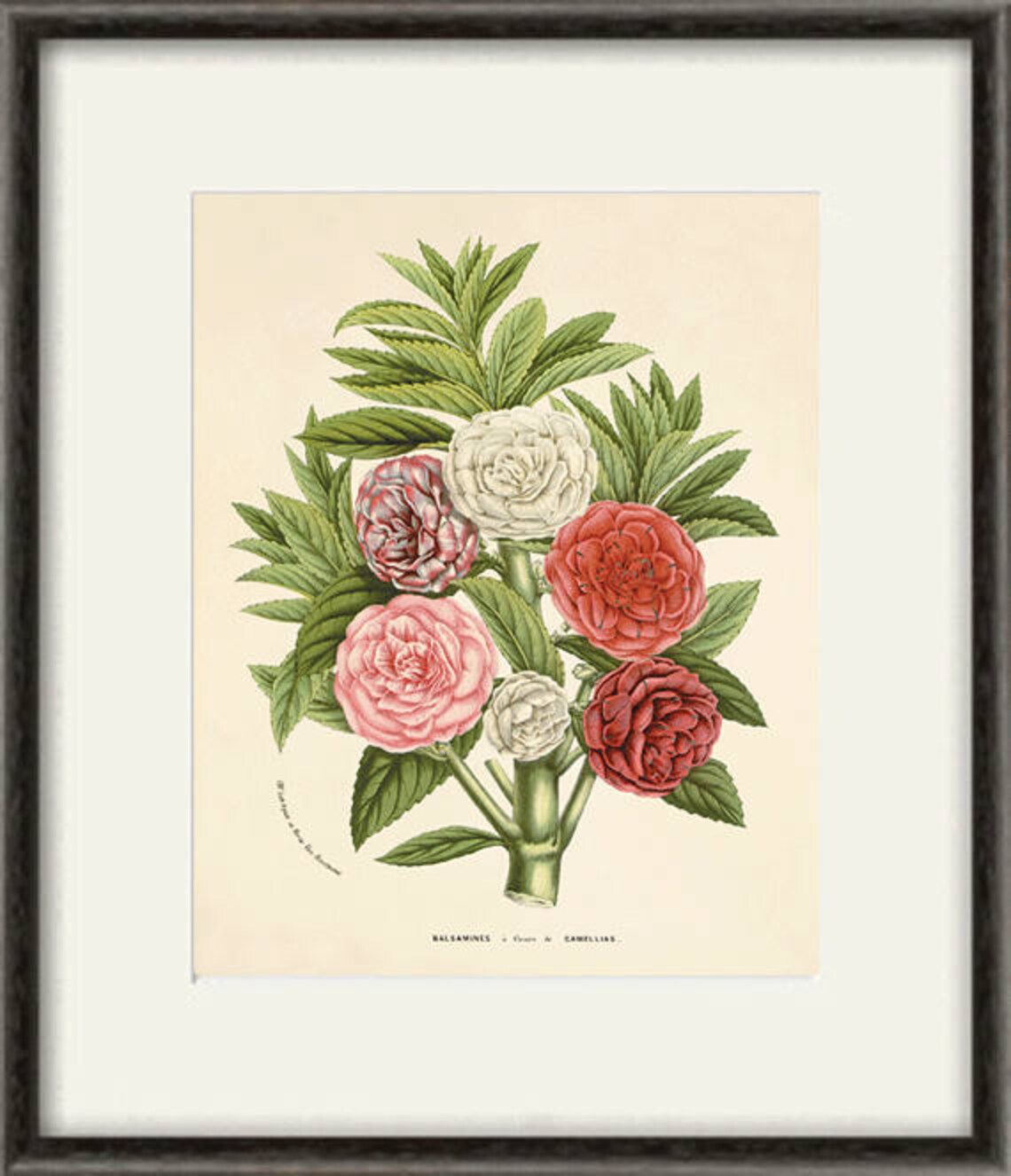 Antique flower art print botanical art print vintage garden | Etsy