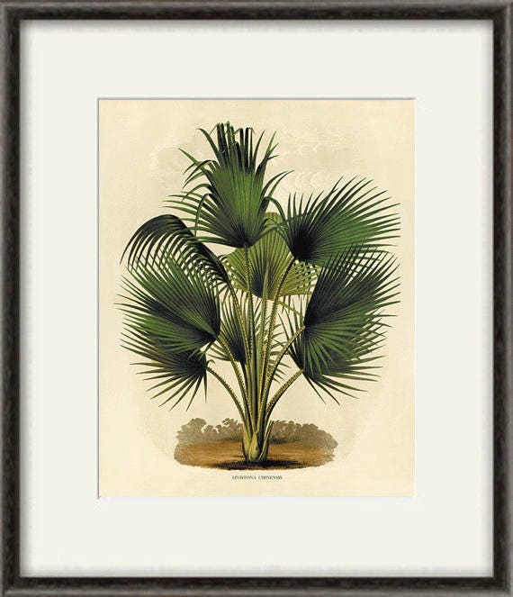 Antique Palm Tree Art Print: Victorian Botanical Illustration - Etsy