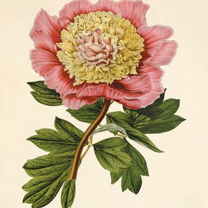 Pink Botanical Prints Set Of 4 Vintage Flower Art Print Cottage Wall