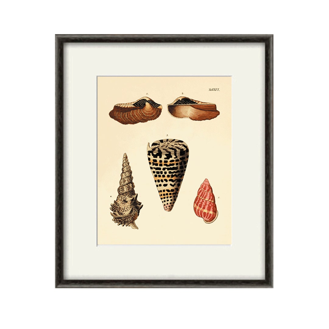 Antique Seashell Art Print Vintage Nautical Art Print Sea Art Print ...