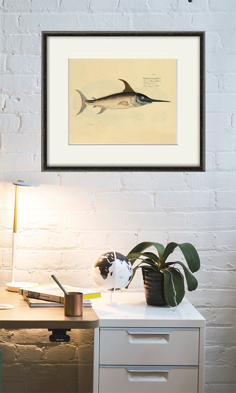 Swordfish Blue Marlin Print Fish Vintage Prints Old Prints - Etsy