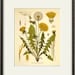 Antique Dandelion Art Print: Vintage Botanical Illustration - Etsy