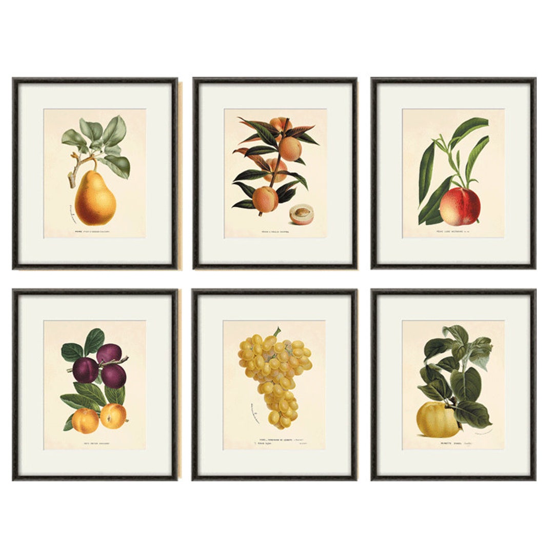 Antique Fruit Art Print Vintage Kitchen Art Print Antique Botanical Art ...