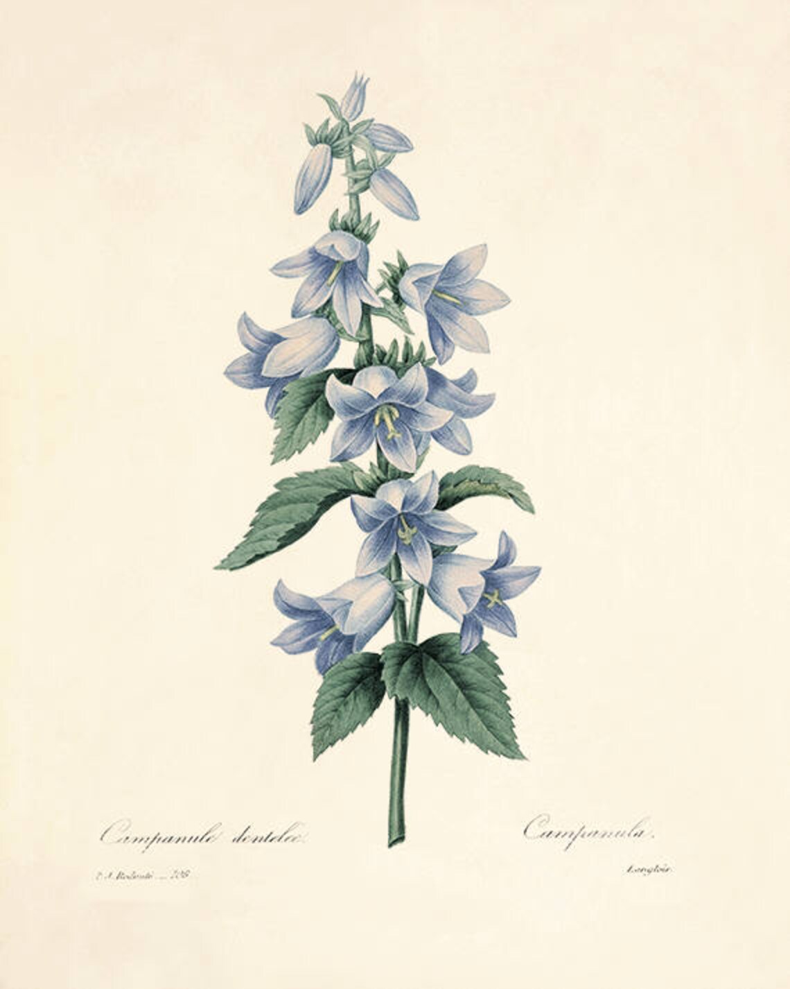 Blue Flower Print Poster Antique Prints Botanical Art Prints | Etsy