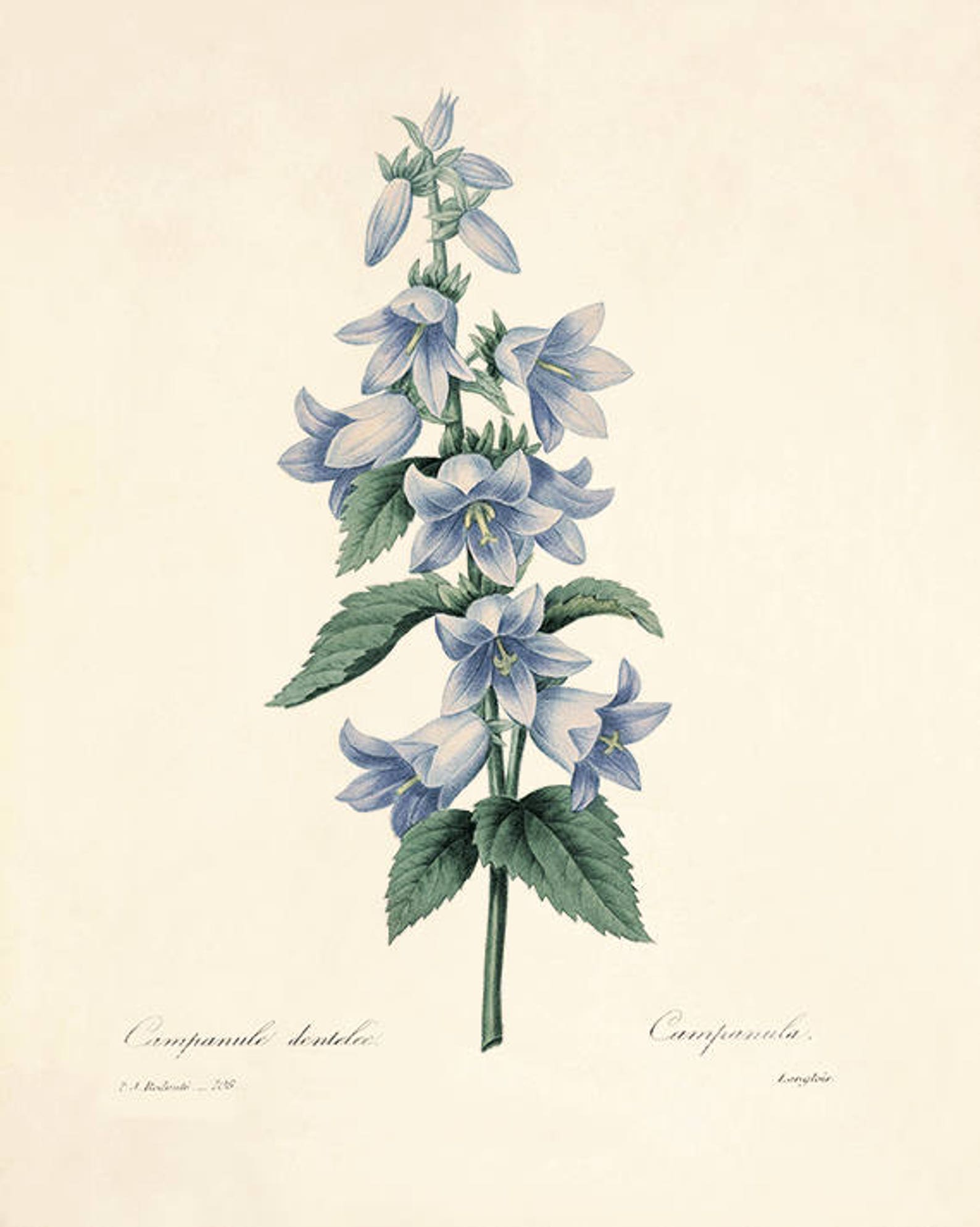 Blue Flower Print Poster Antique Prints Botanical Art Prints | Etsy