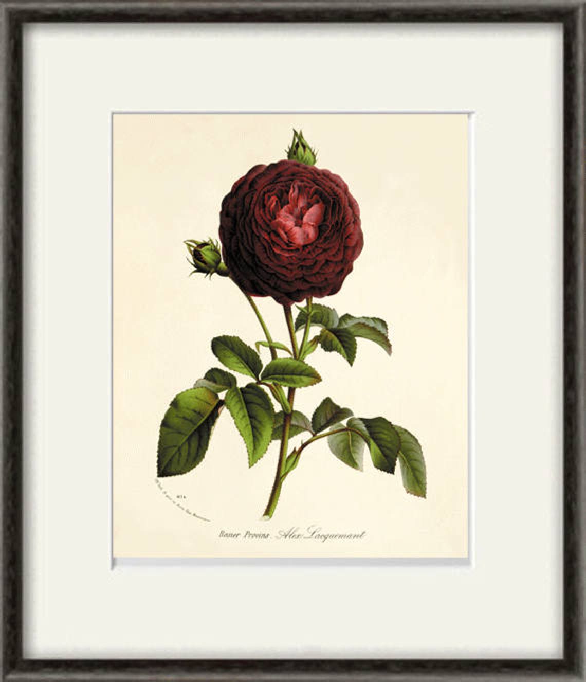 Red Rose Print Antique Flower Art Print Antique Wall Art - Etsy