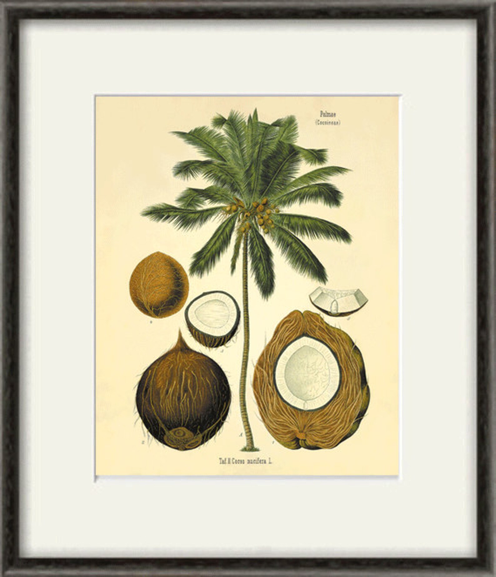 Palm Tree Art Print Antique Botanical Art Prints Home Decor - Etsy