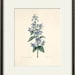 Blue Flower Print Poster Antique Prints Botanical Art Prints - Etsy