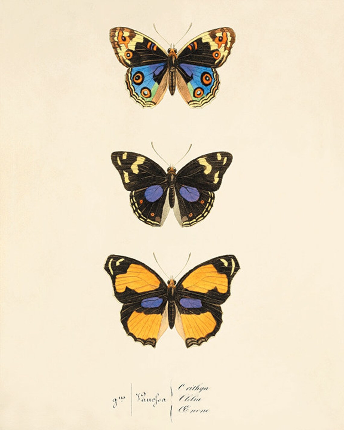 Antique Butterfly Art Butterfly Print Set Natural History Art - Etsy