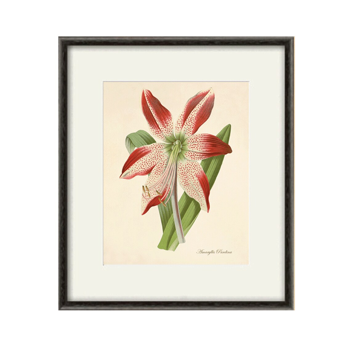 Lily Art Print Antique Botanical Prints Garden Wall Art Flower - Etsy