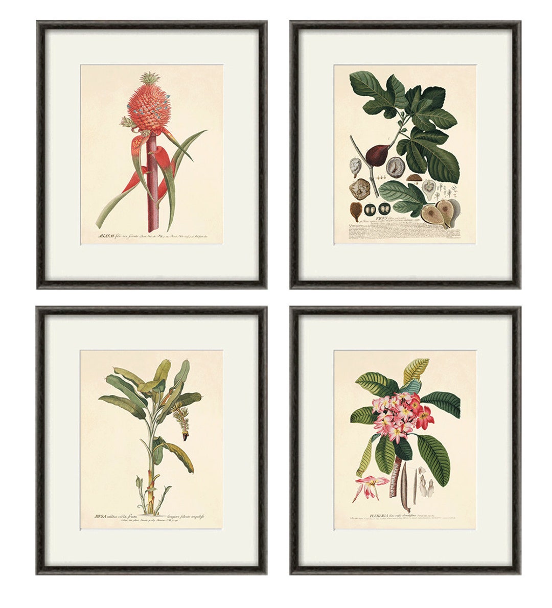 Antique Fruit Art Print Vintage Kitchen Art Print Antique Botanical Art ...
