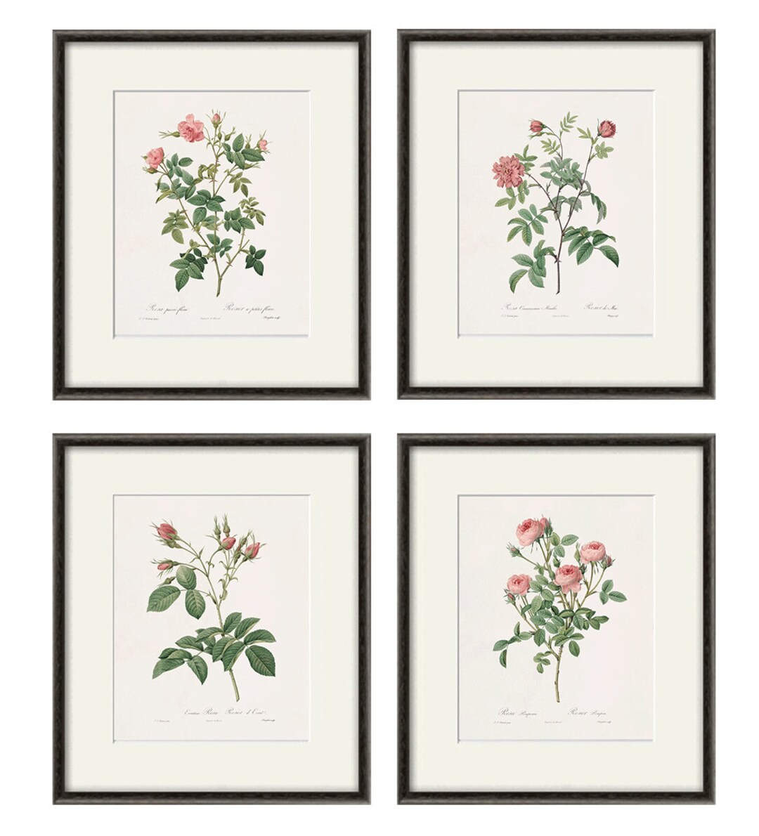 Antique Botanical Print Botanical Art Prints Flower Prints Wall Art ...