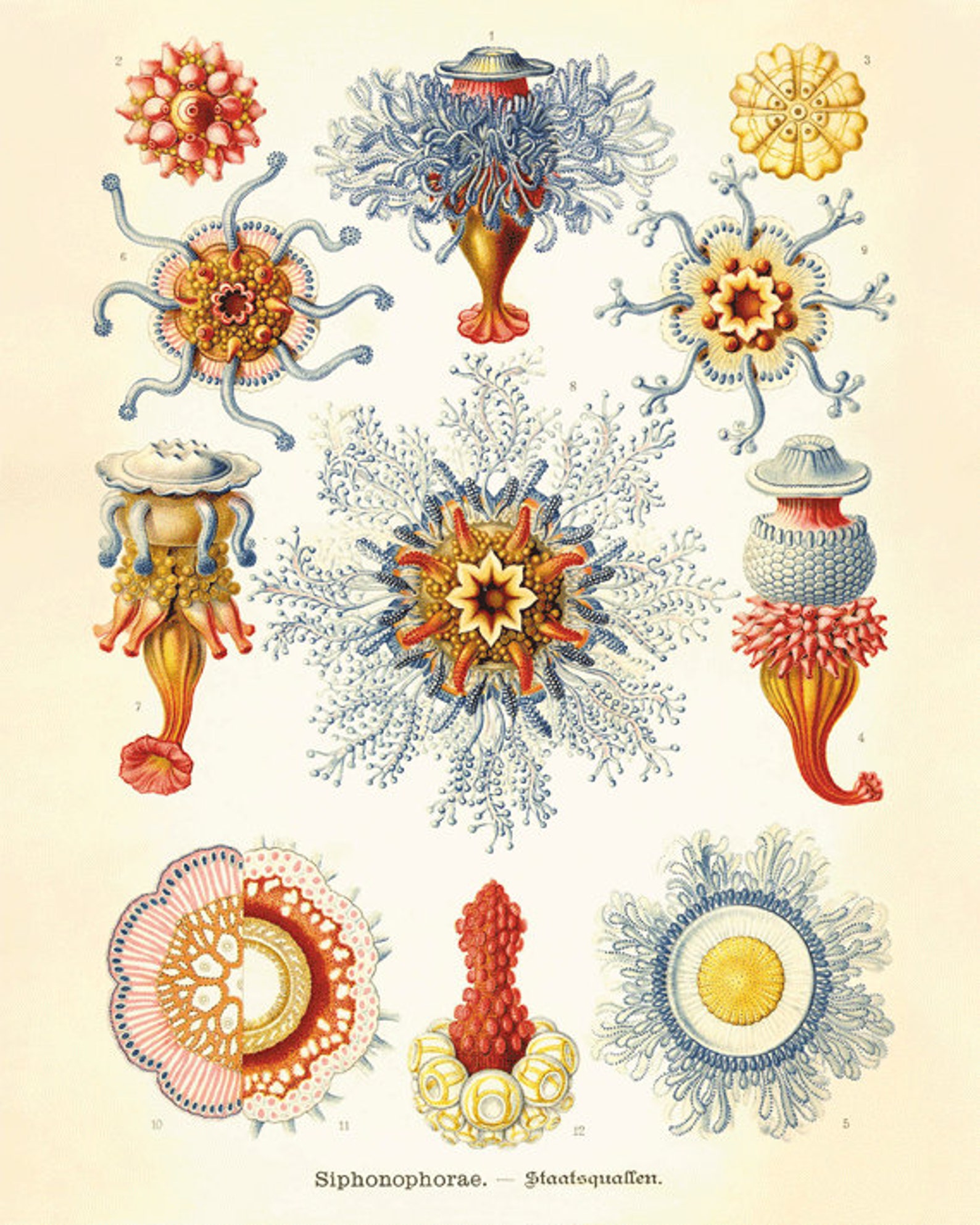 Jellyfish Art Print Sea Beach Art Ocean Art Ocean Decor Beach - Etsy