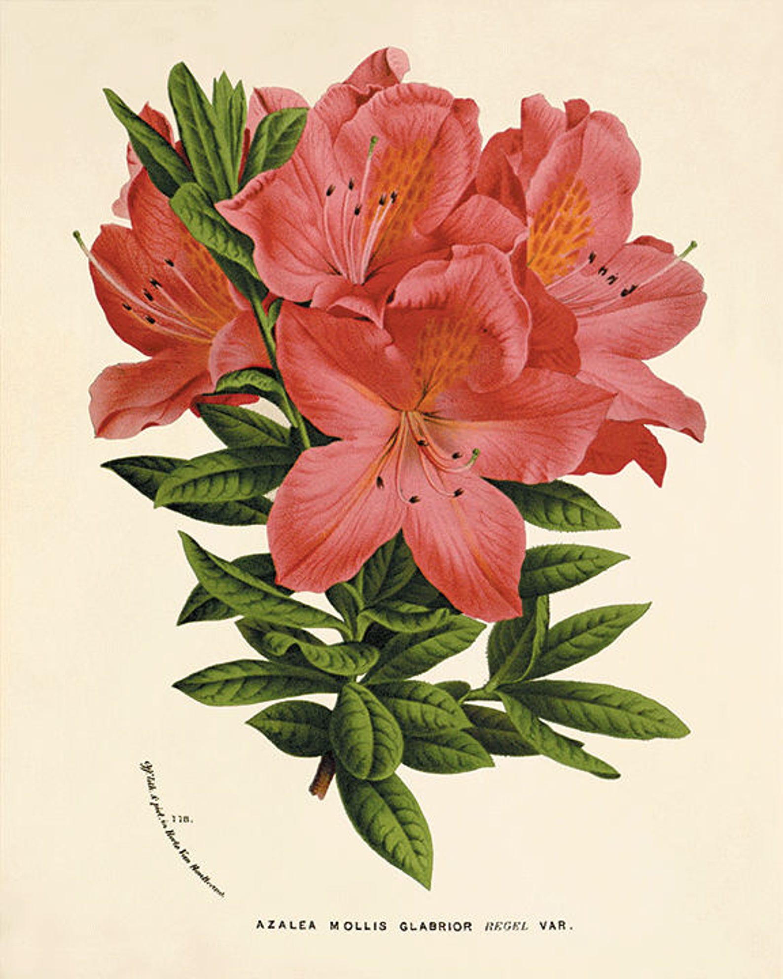 Azalea Antique Flower Art Print Botanical Art Print Vintage - Etsy