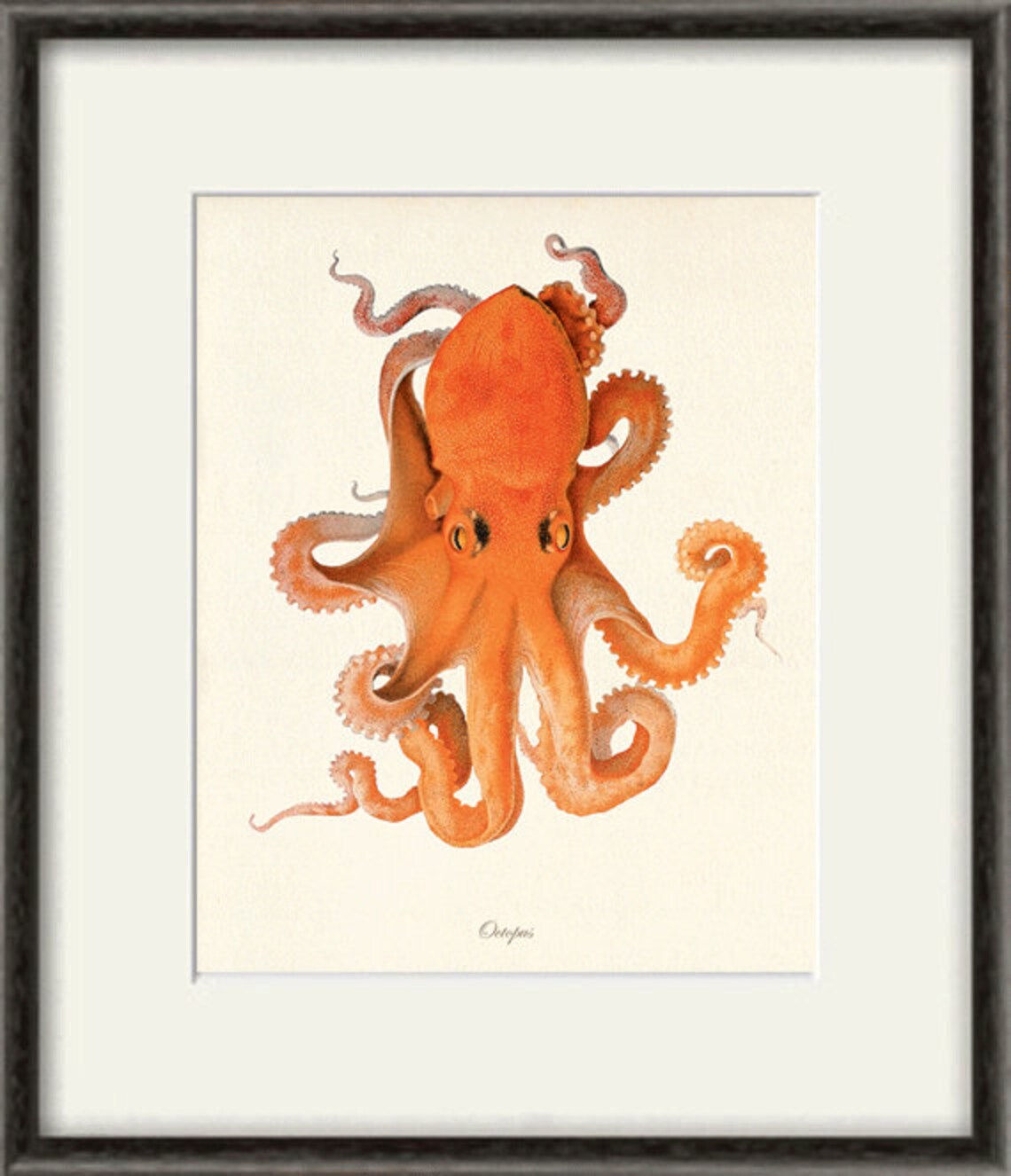 Octopus Art Nautical Art Print Set Ocean Life Art Natural - Etsy Canada