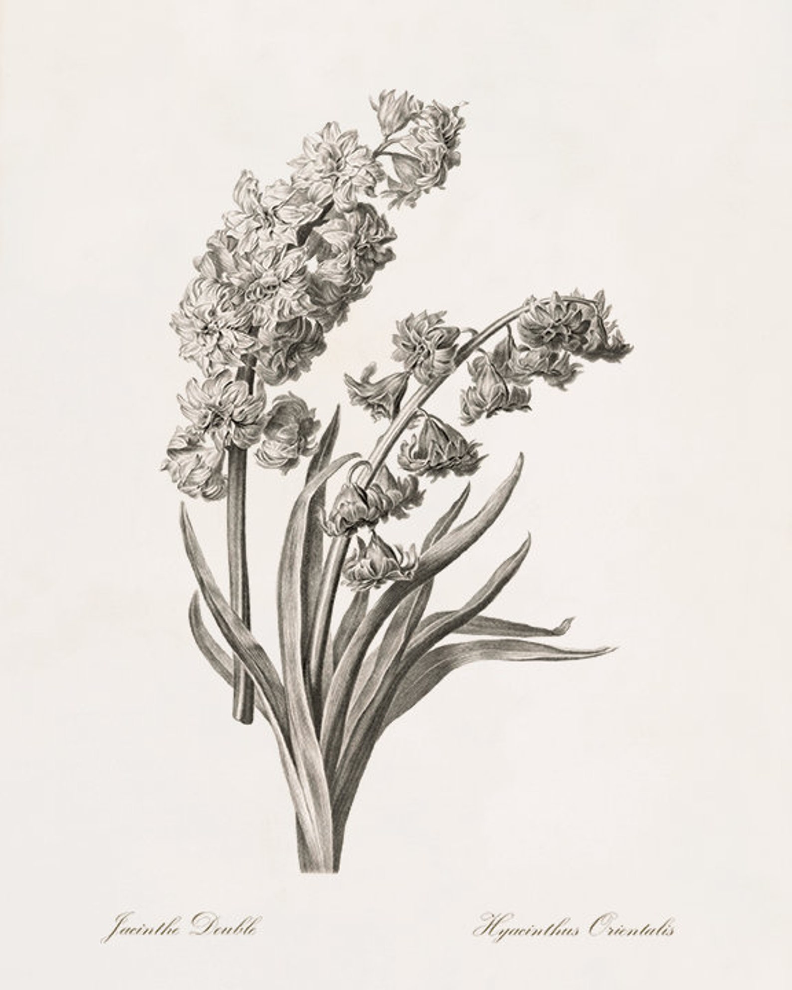 Antique Botanical Prints SET of 6 Flower Sketch Art Botanical - Etsy