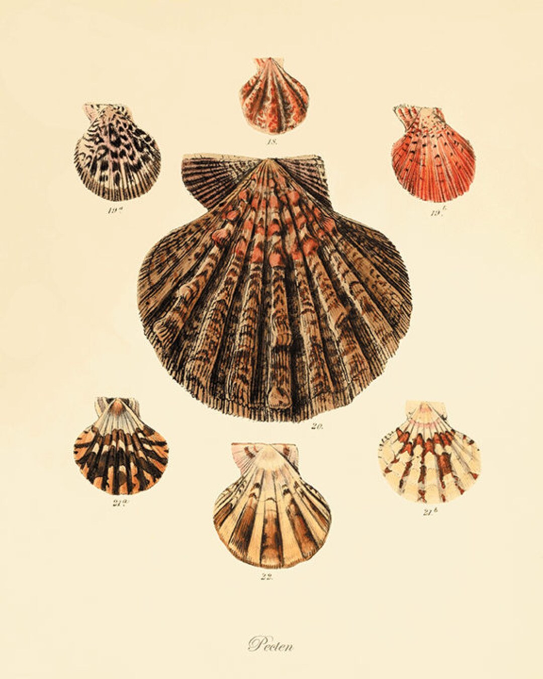 Antique Sea Shell Art Print Sea Beach Art Nautical Print Ocean Print ...