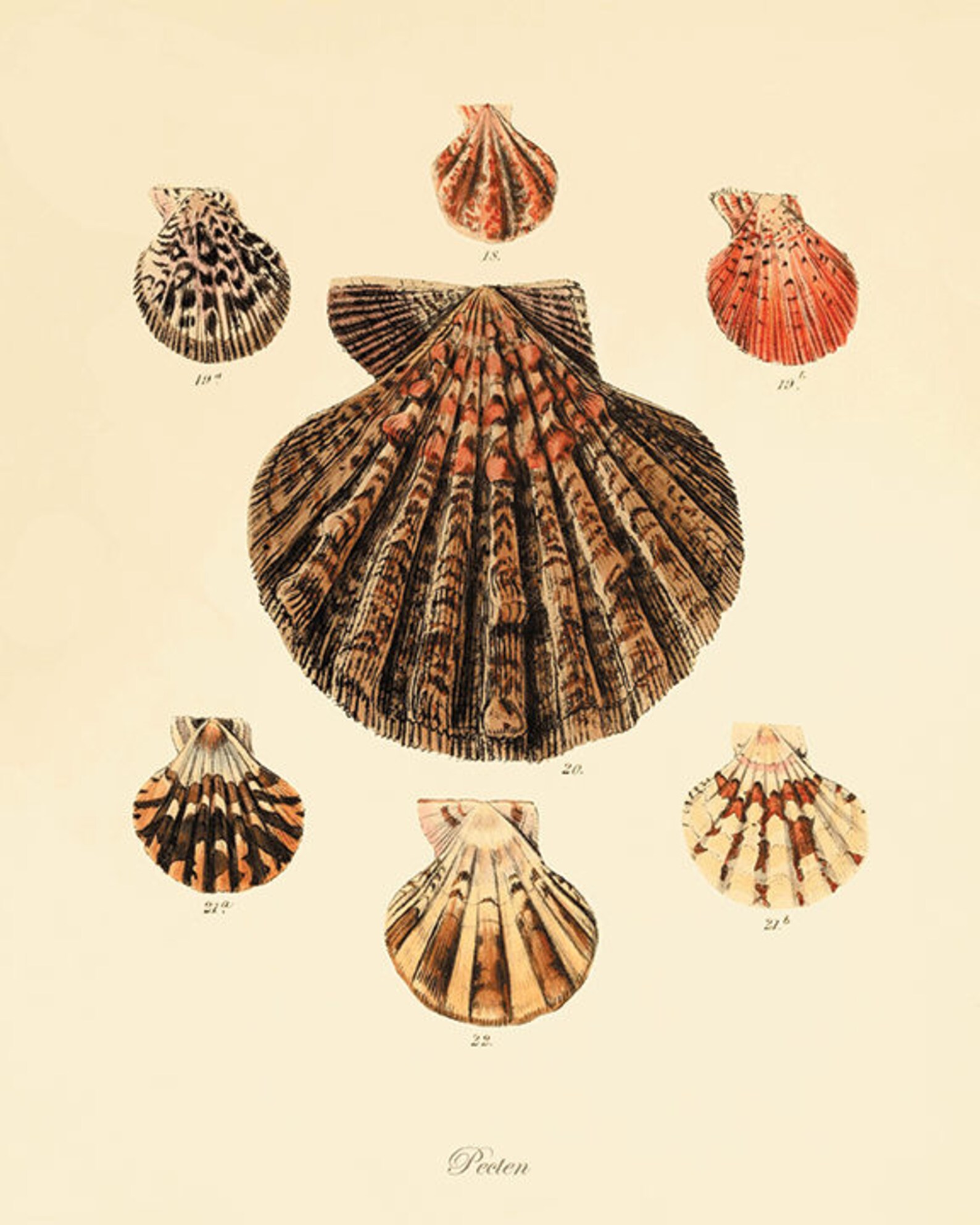 Antique Sea Shell Art Print Sea Beach Art Nautical Print Ocean - Etsy