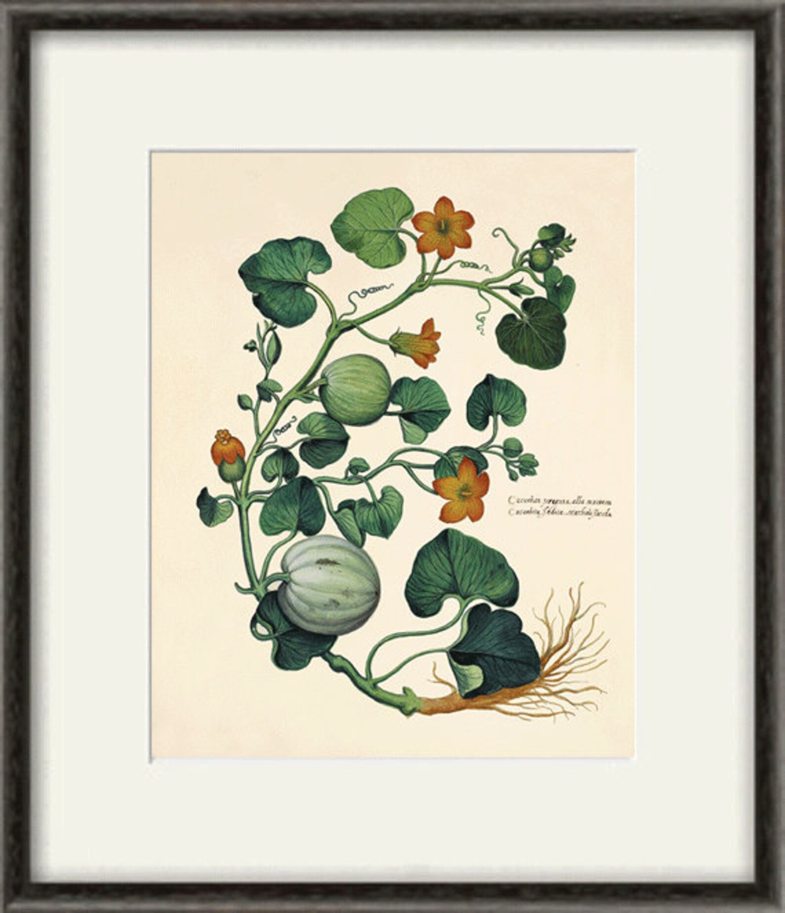 Vegetable Art Print Antique Botanical Print Vegetable Print - Etsy