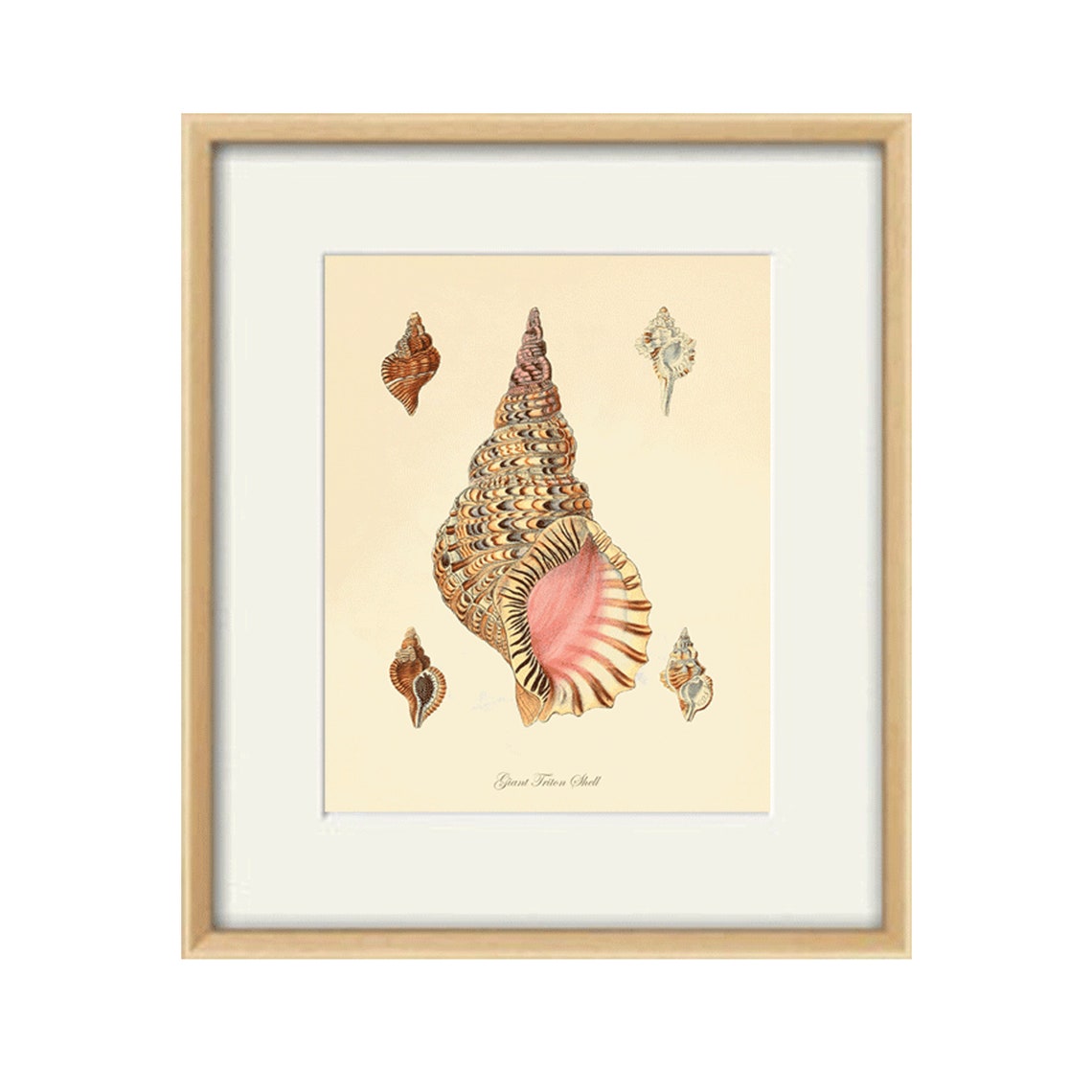 Sea Shell Print Beach Decor Art Nautical Print Natural History - Etsy