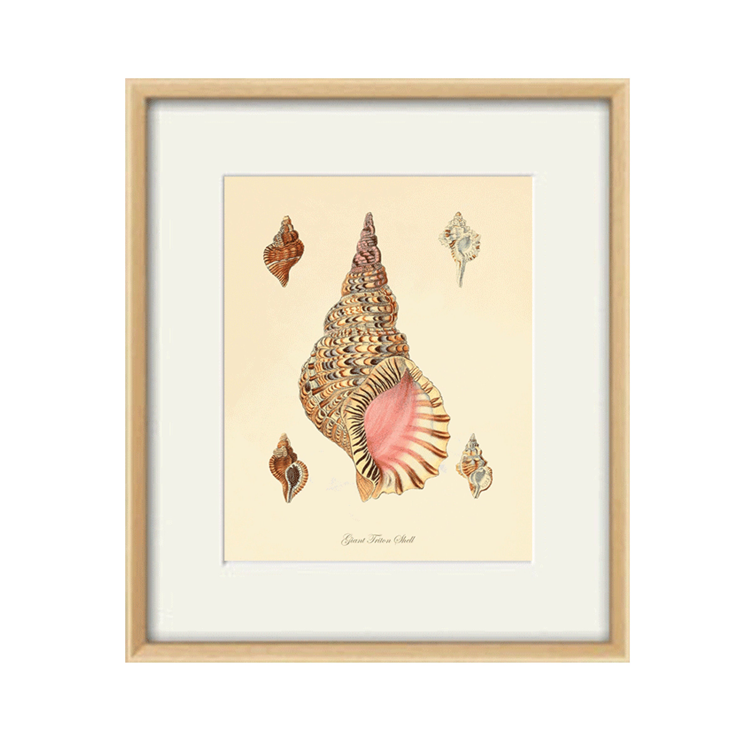 Sea shell print Beach decor art nautical print Natural History | Etsy