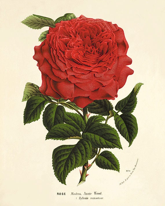 Red Rose Art Print Poster Antique Prints Botanical Art Prints | Etsy