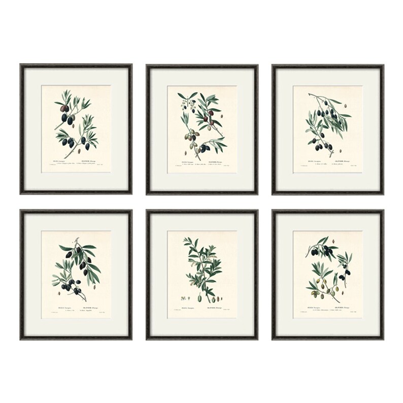 Olive Botanical Art Print botanical print set Botanical Prints | Etsy