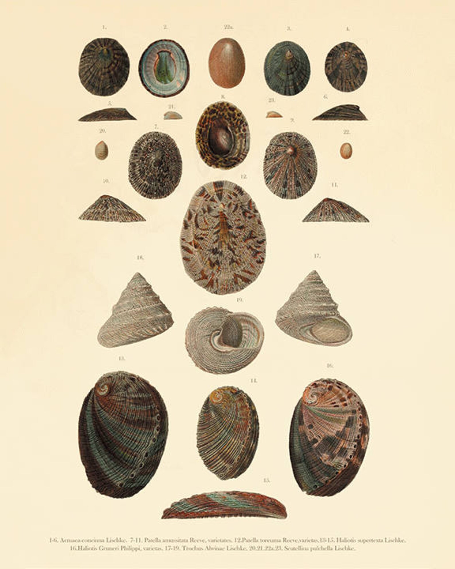 Antique Seashell Art Print Sea Beach Art Nautical Print Ocean - Etsy