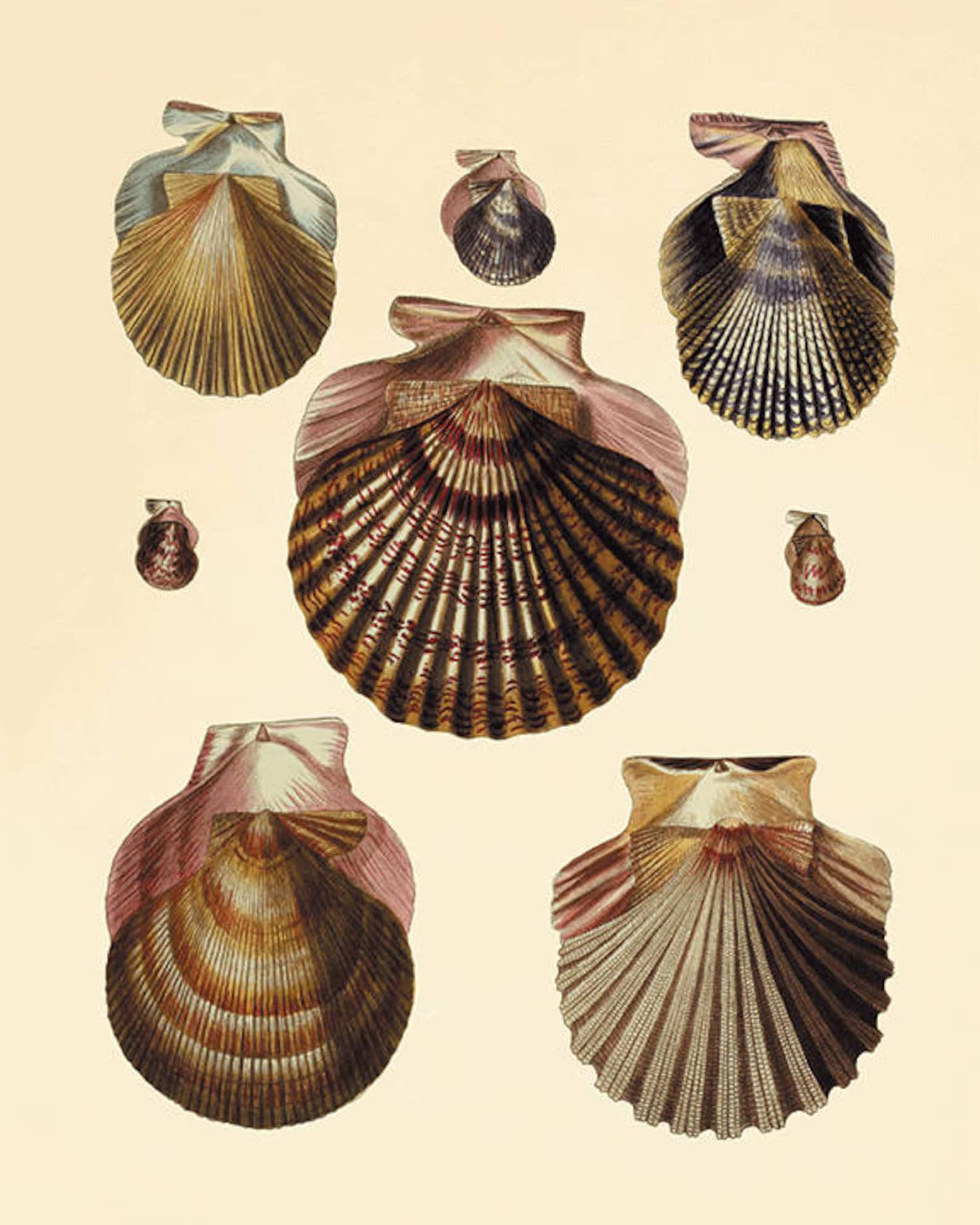 Antique Sea Shell Art Print Sea Beach Art Nautical Print Ocean - Etsy