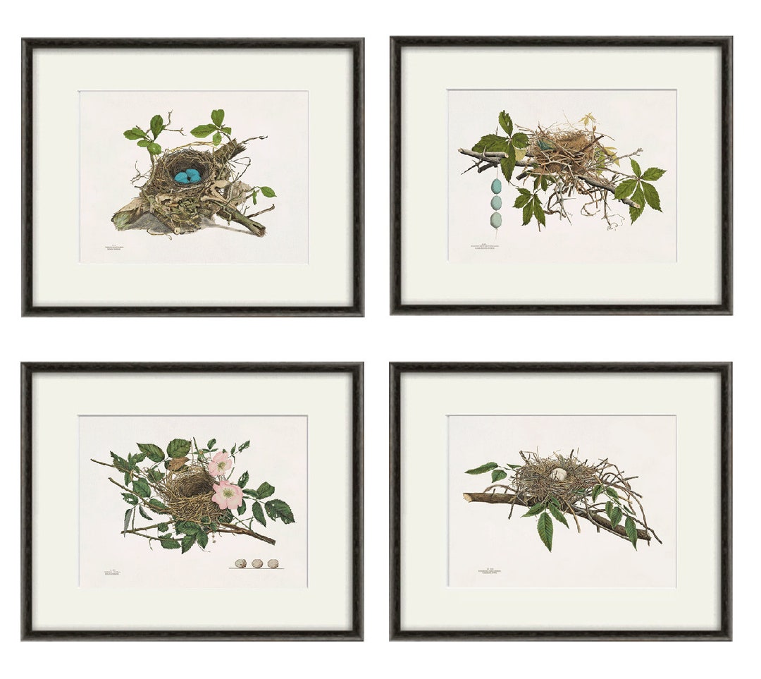 Antique Bird Print Set Bird Art Print Set Antique Prints Bird Decor ...