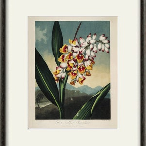 Antique Flower Art Print Set Antique Prints Botanical Art Prints Flower ...