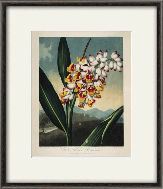 Antique flower art print set antique prints botanical art | Etsy