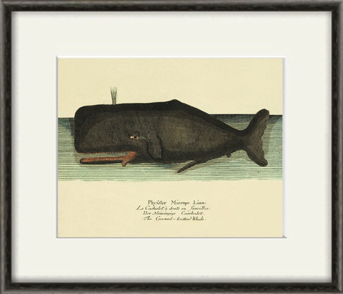 Whale Art Print Antique Prints Sea Art Print Old Prints - Etsy