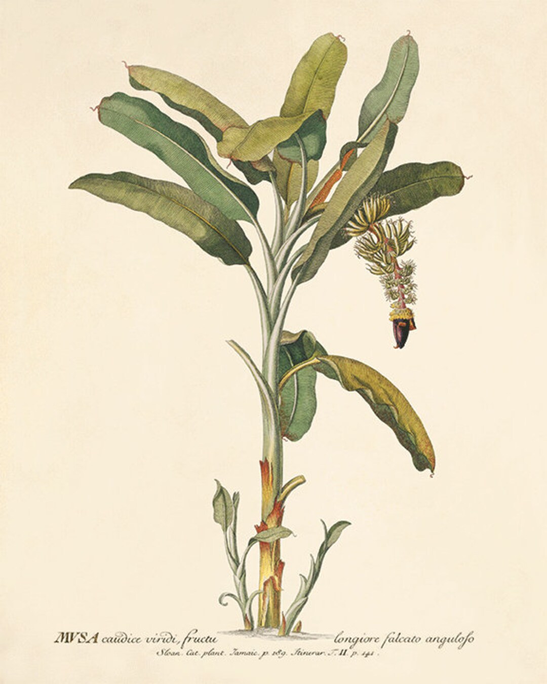 Antique Palm Tree Print: Victorian Botanical Wall Art - Etsy