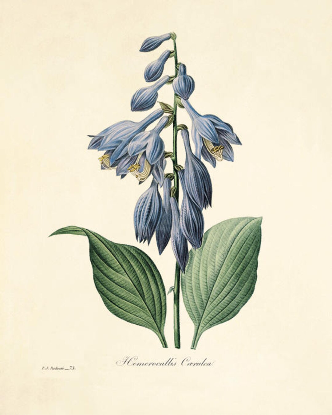 Blue Botanical Print: Vintage French Flower, Redoute Art - Etsy