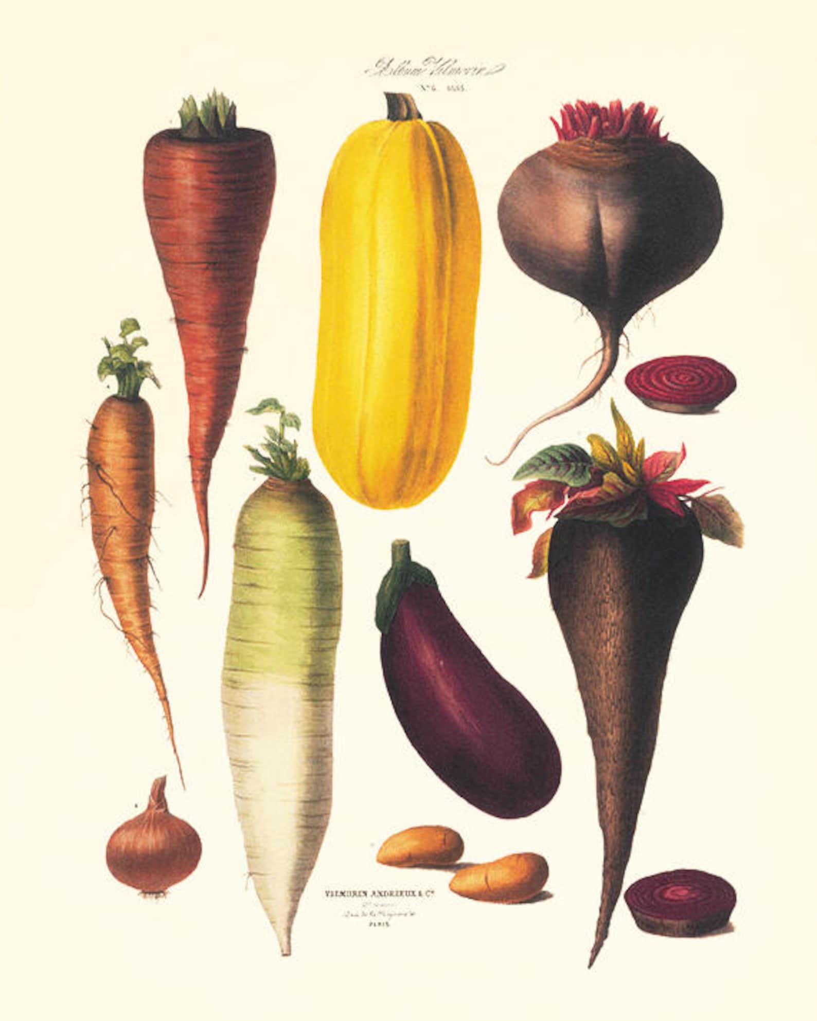 Vegetable Art Print Antique Botanical Print Vegetable Print - Etsy