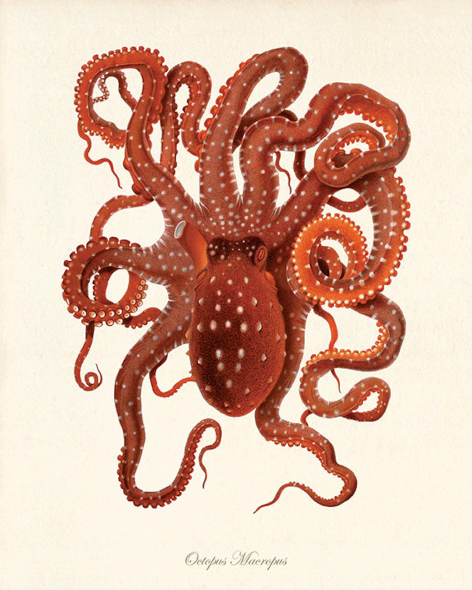 Octopus Art Print Vintage Old Prints Sea Art Print Nautical - Etsy