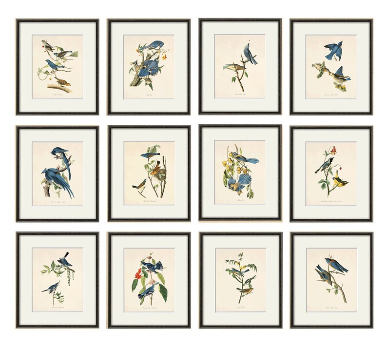 Antique Bird Print Set Bird Art Print Set Antique Prints Bird | Etsy