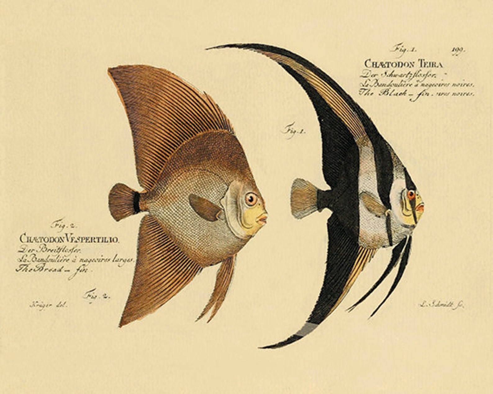 Antique Fish 4 Art Print Set Antique Prints Nautical Art Print - Etsy