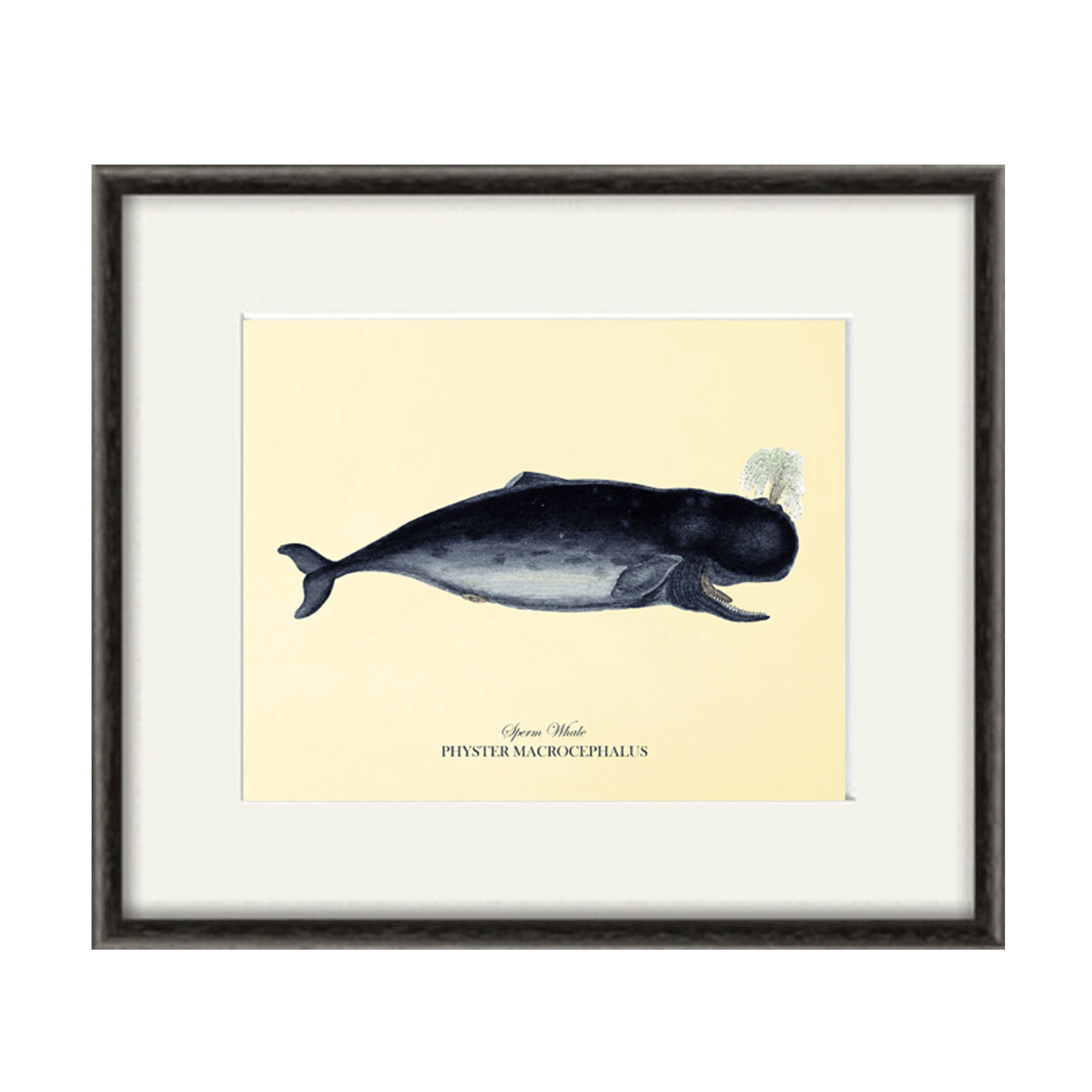 Whale art print antique prints Sea art print old prints Ocean | Etsy